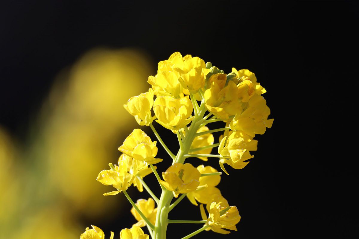 輝きの春 | GANREF