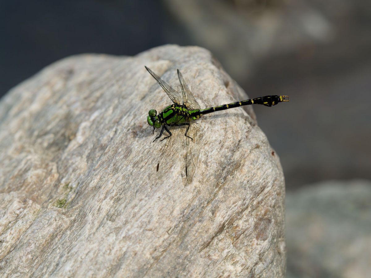 午後まで粘ってようやくGet | GANREF