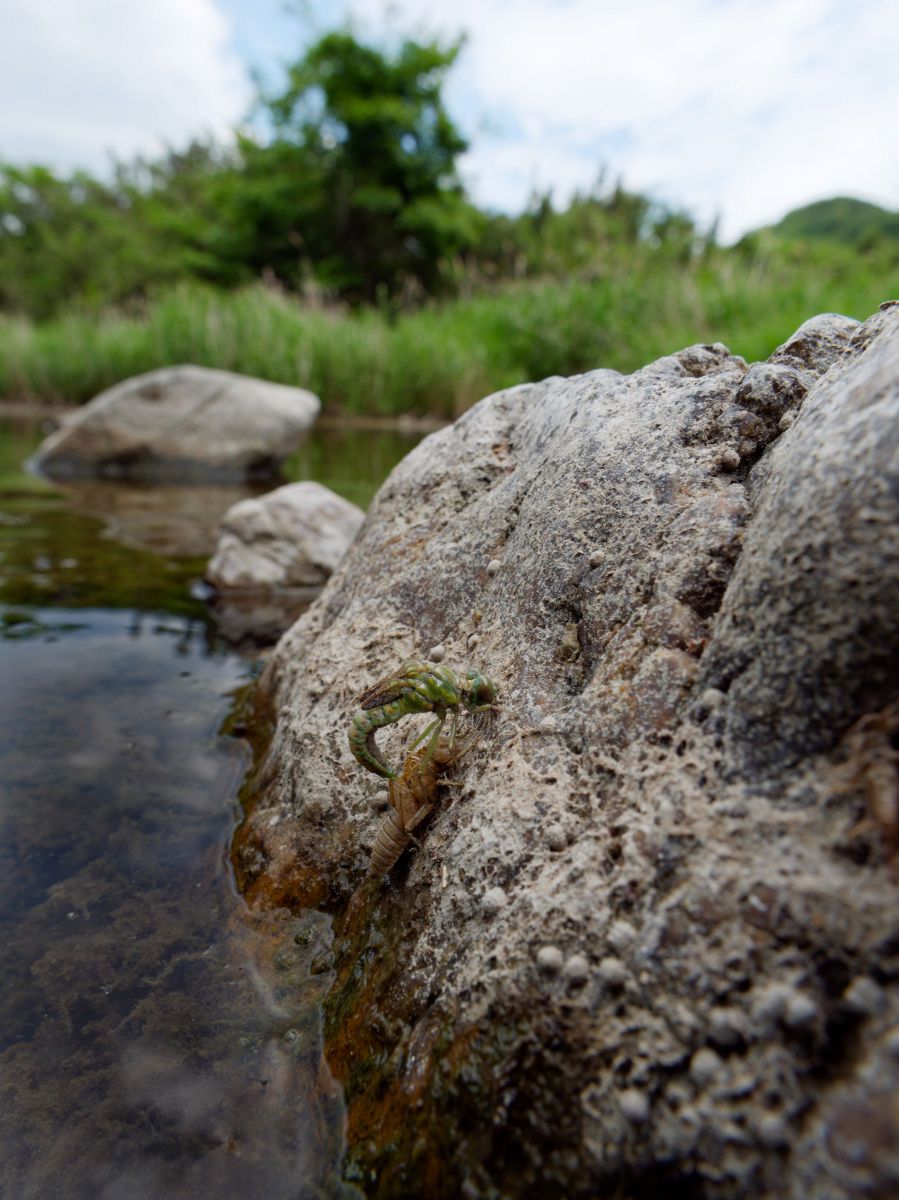 GW終盤の羽化 | GANREF