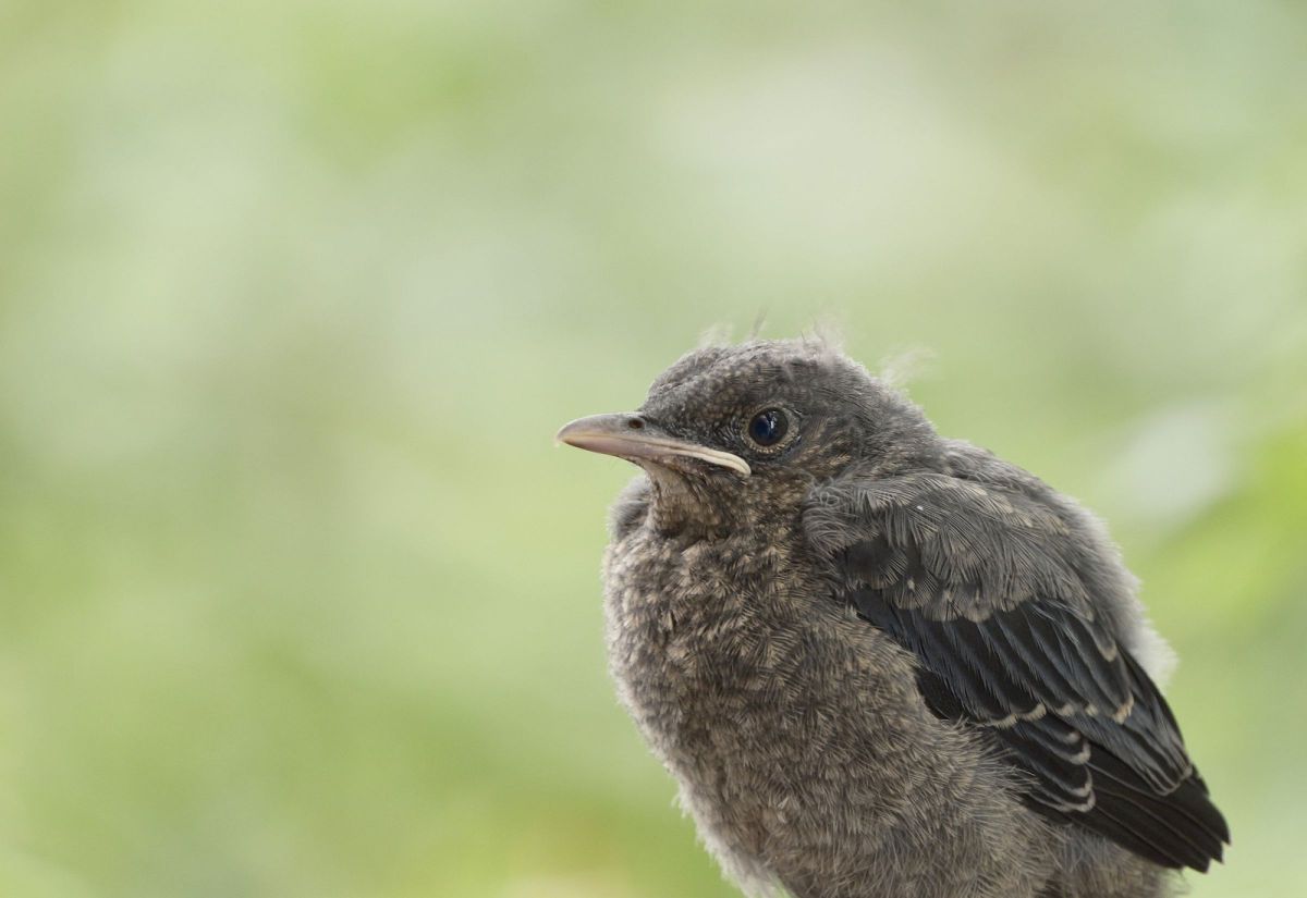 イソヒヨ幼鳥 | GANREF
