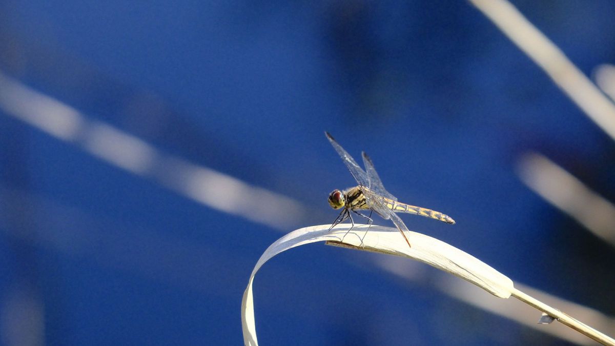 桶ヶ谷沼1 | GANREF