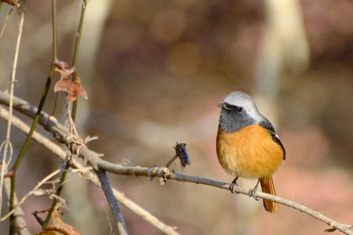 ジョウビタキ3 | GANREF