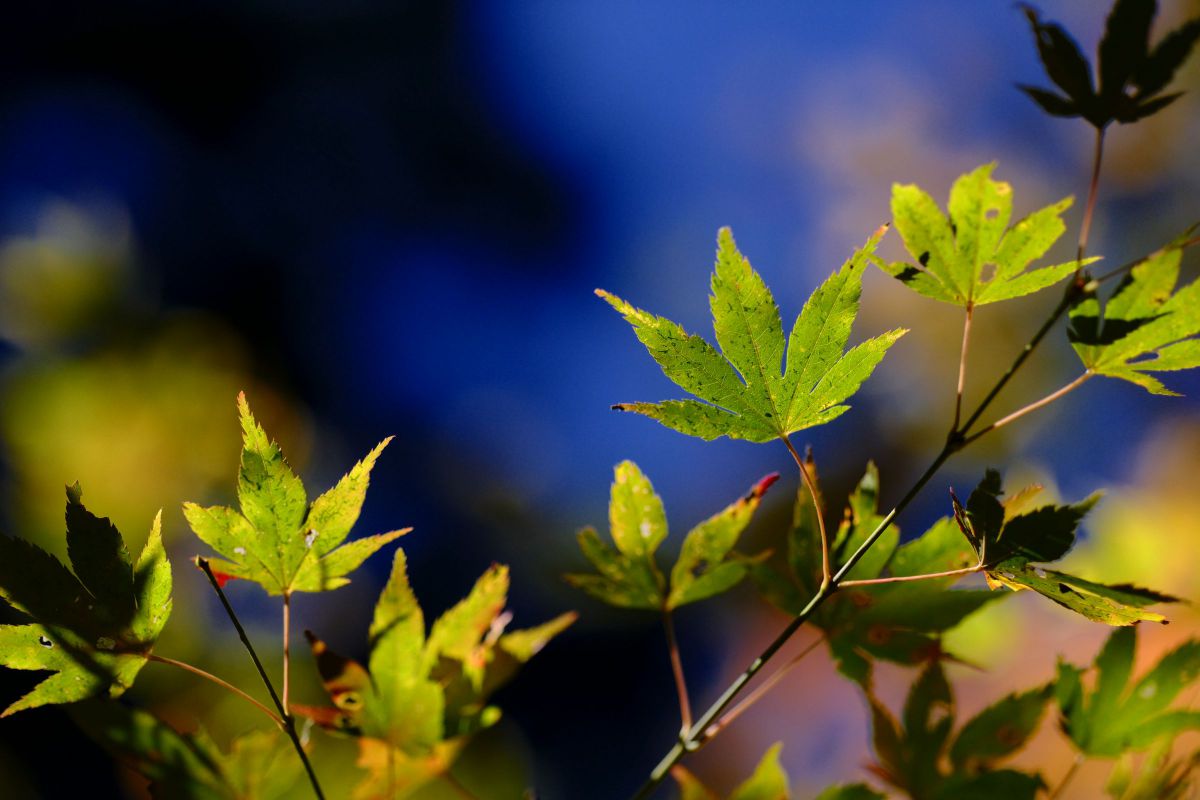 2022白倉峡 | GANREF