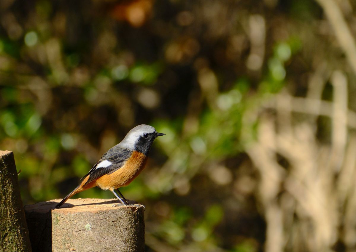 佐鳴湖 ジョウビタキ2 | GANREF