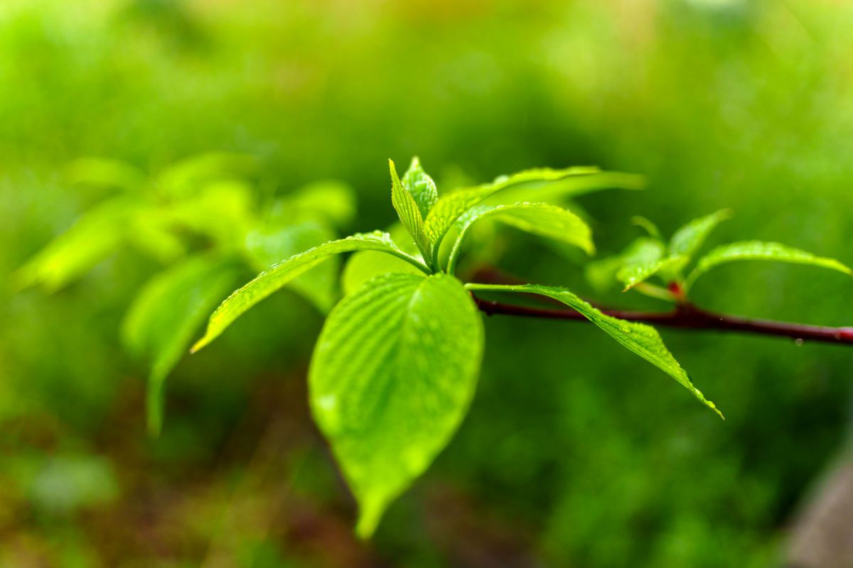 Fresh green | GANREF