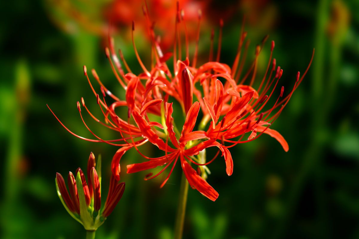 Lycoris | GANREF
