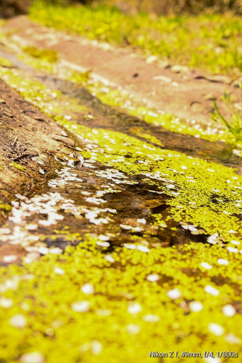 DSC_0546.jpg 水路 | GANREF