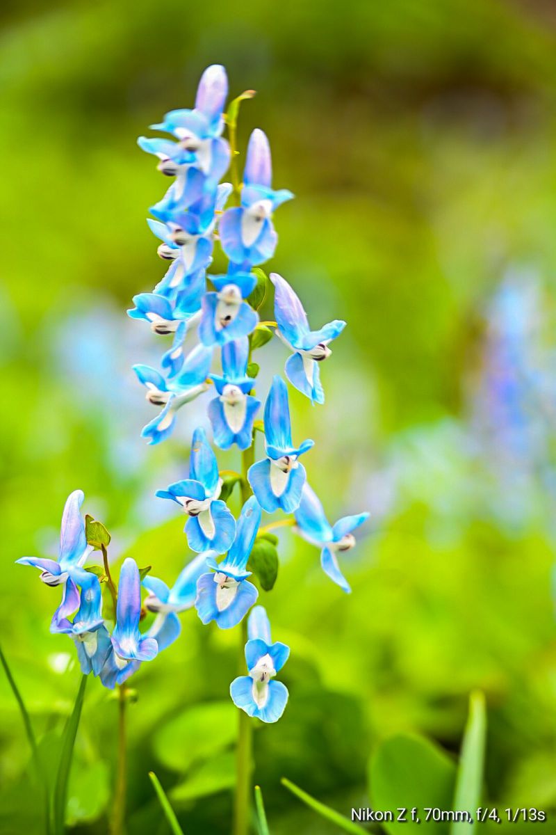 DSC_0633.jpgエゾエンゴサク | GANREF