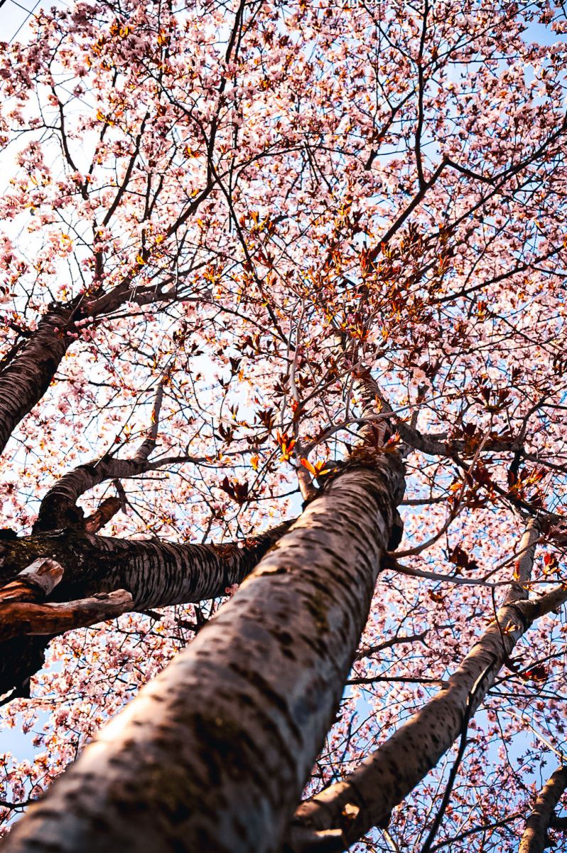 DSC_0656.jpg初桜 | GANREF