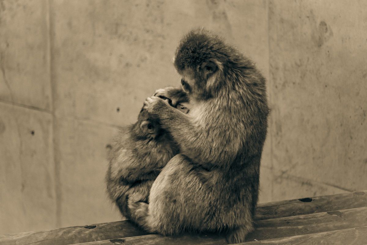 ニホンザル 毛づくろい | GANREF