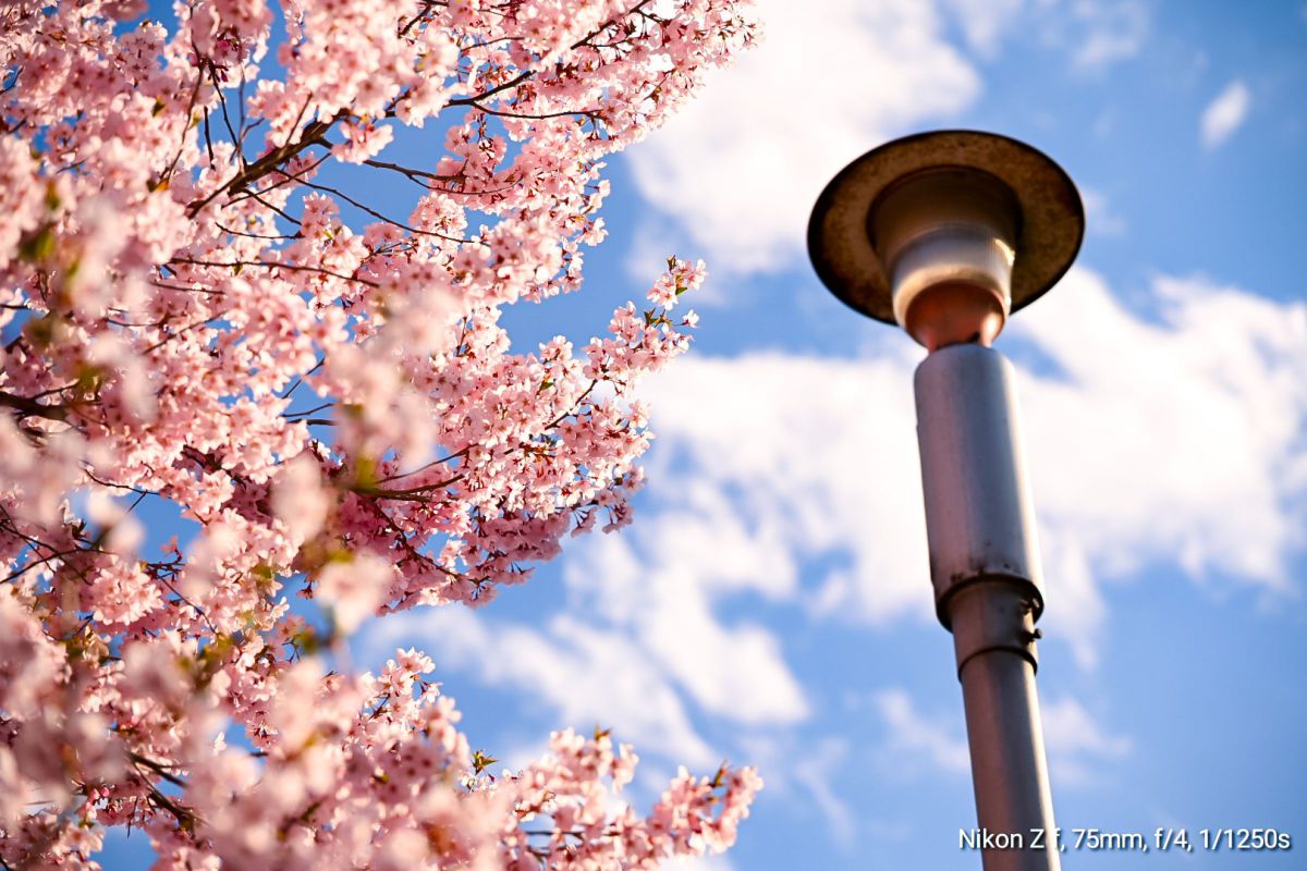 DSC_0688.jpg | GANREF