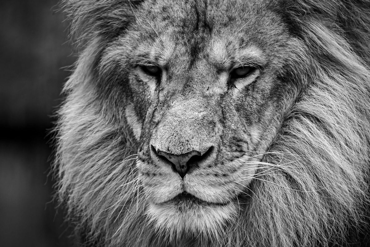 獣王の風格 | GANREF