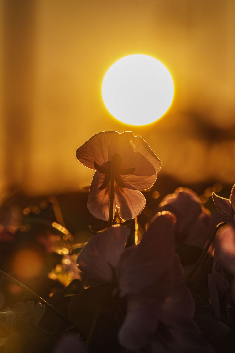 初日の出と向き合う | GANREF