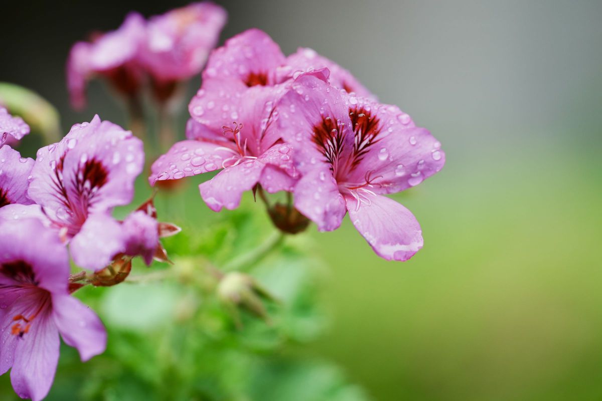 雨に濡れる | GANREF