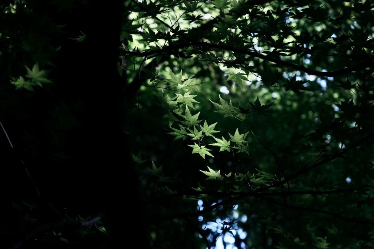 木漏れ日 | GANREF