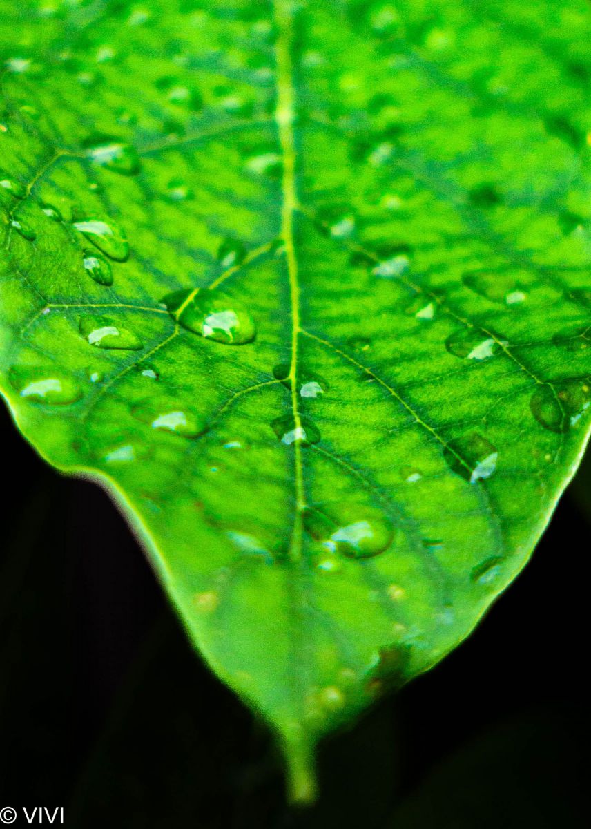 雨の名残 | GANREF