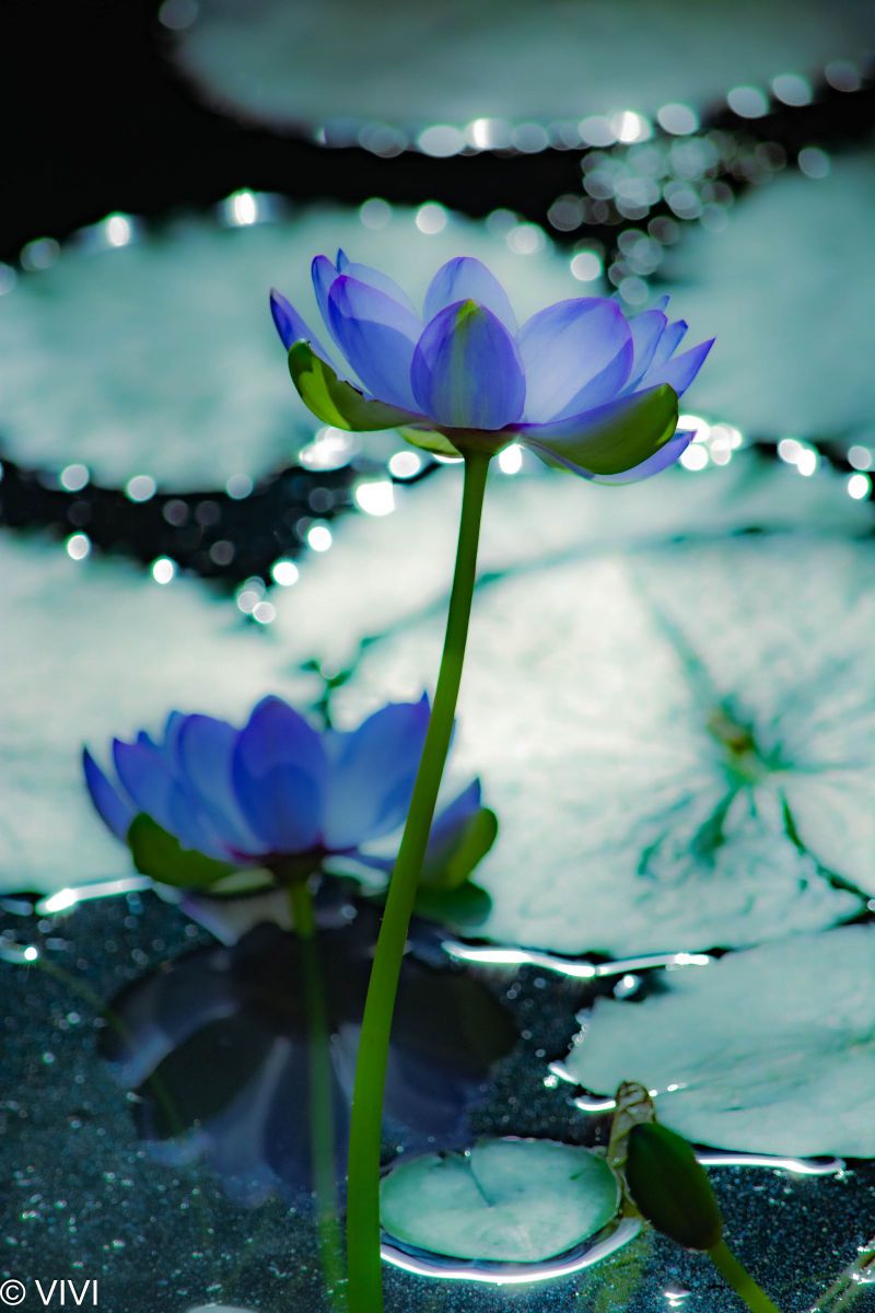 スイレン | GANREF