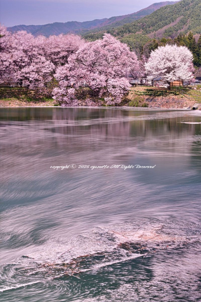 散り花の舞 | GANREF