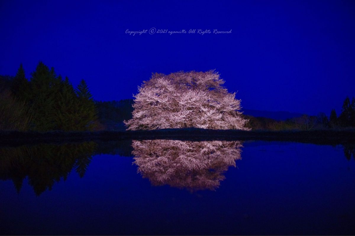 さくら玉 | GANREF