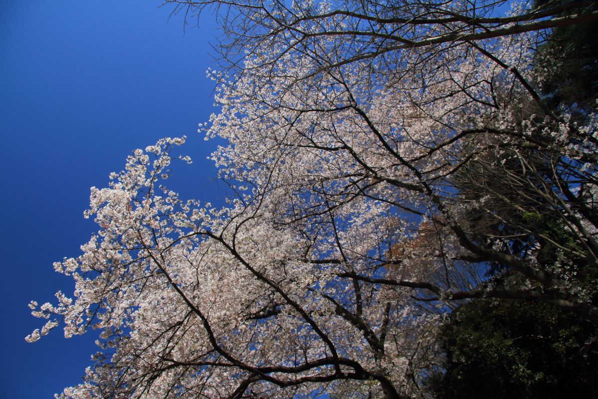 Cherry blossoms in full bloom. | GANREF
