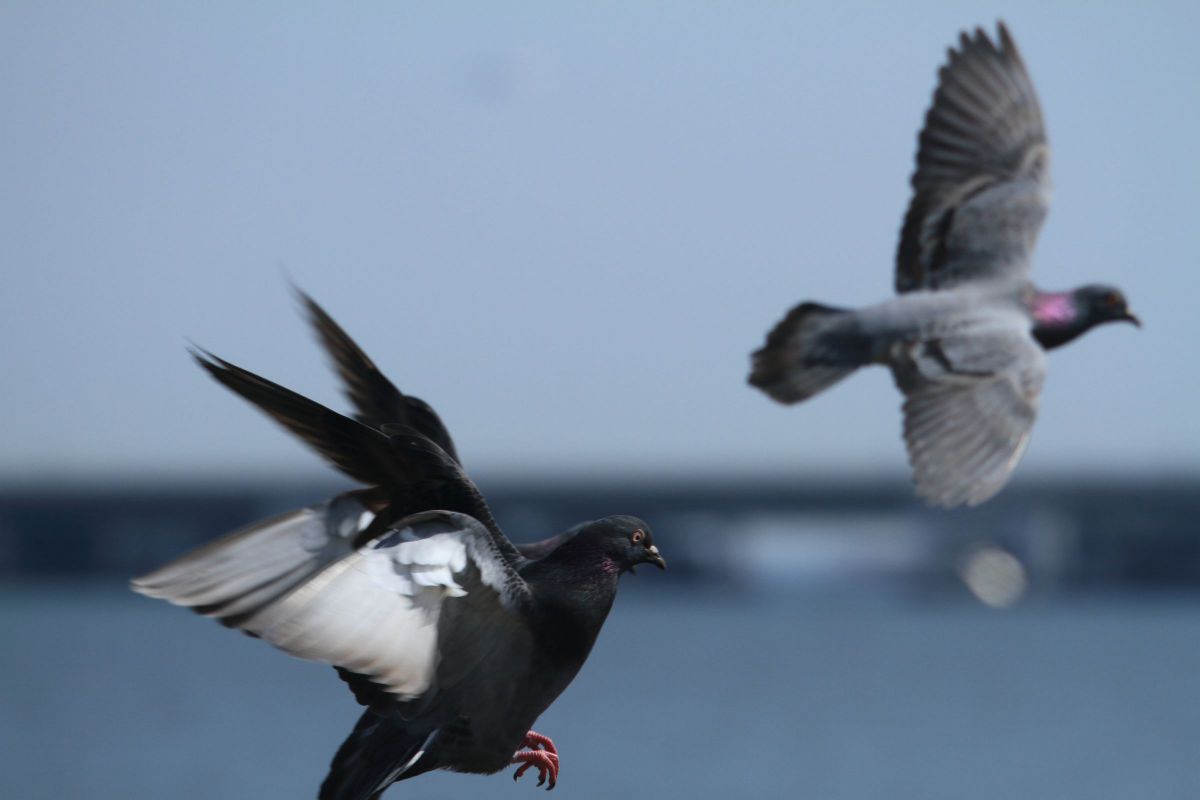Dove takes off | GANREF
