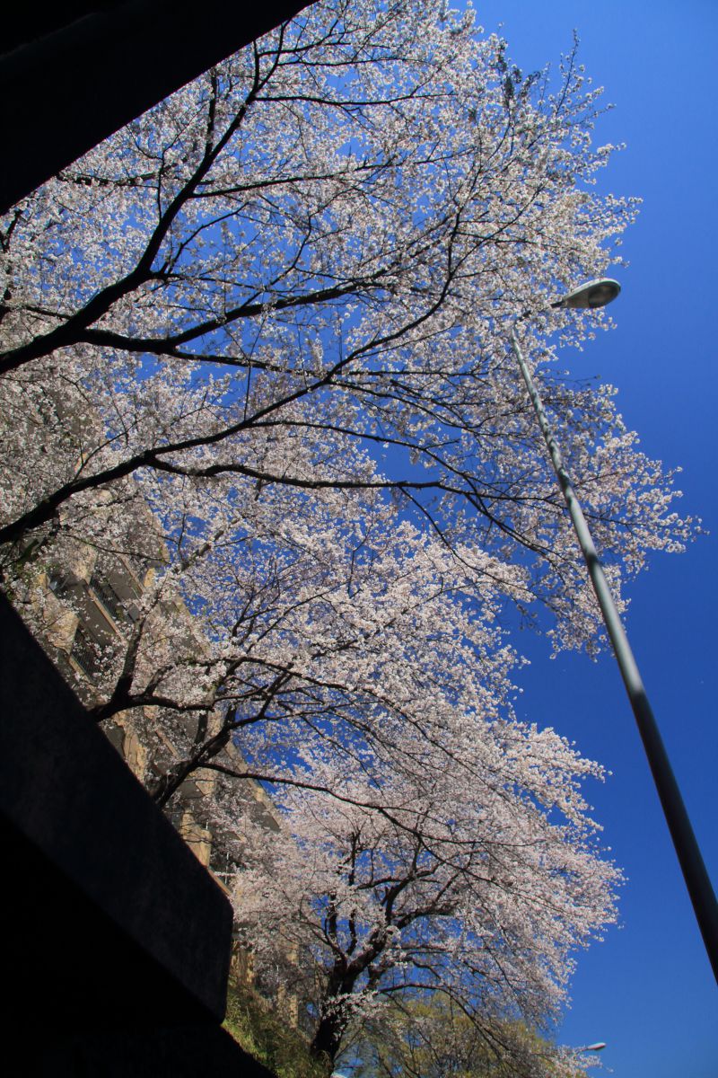 Cherry blossoms in full bloom. | GANREF