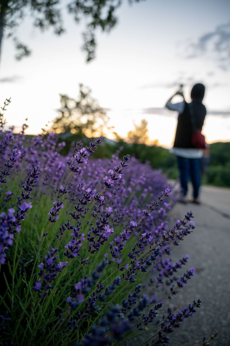 幌見峠のラベンダー | GANREF