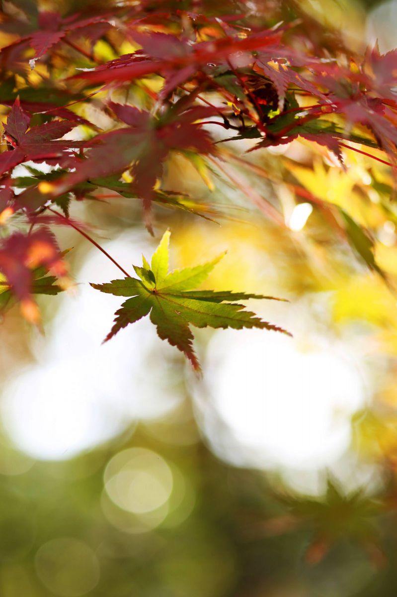 紅く染まりゆく | GANREF