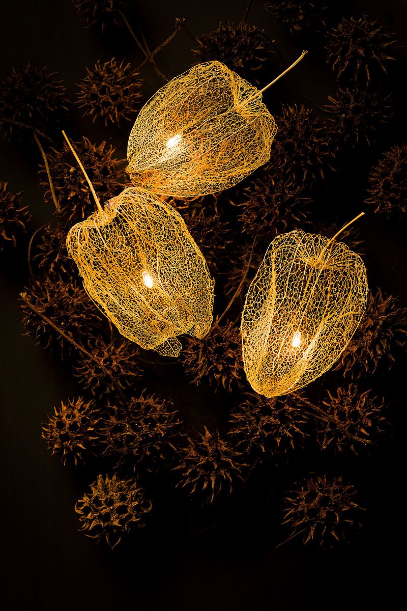 Hozuki lantern | GANREF