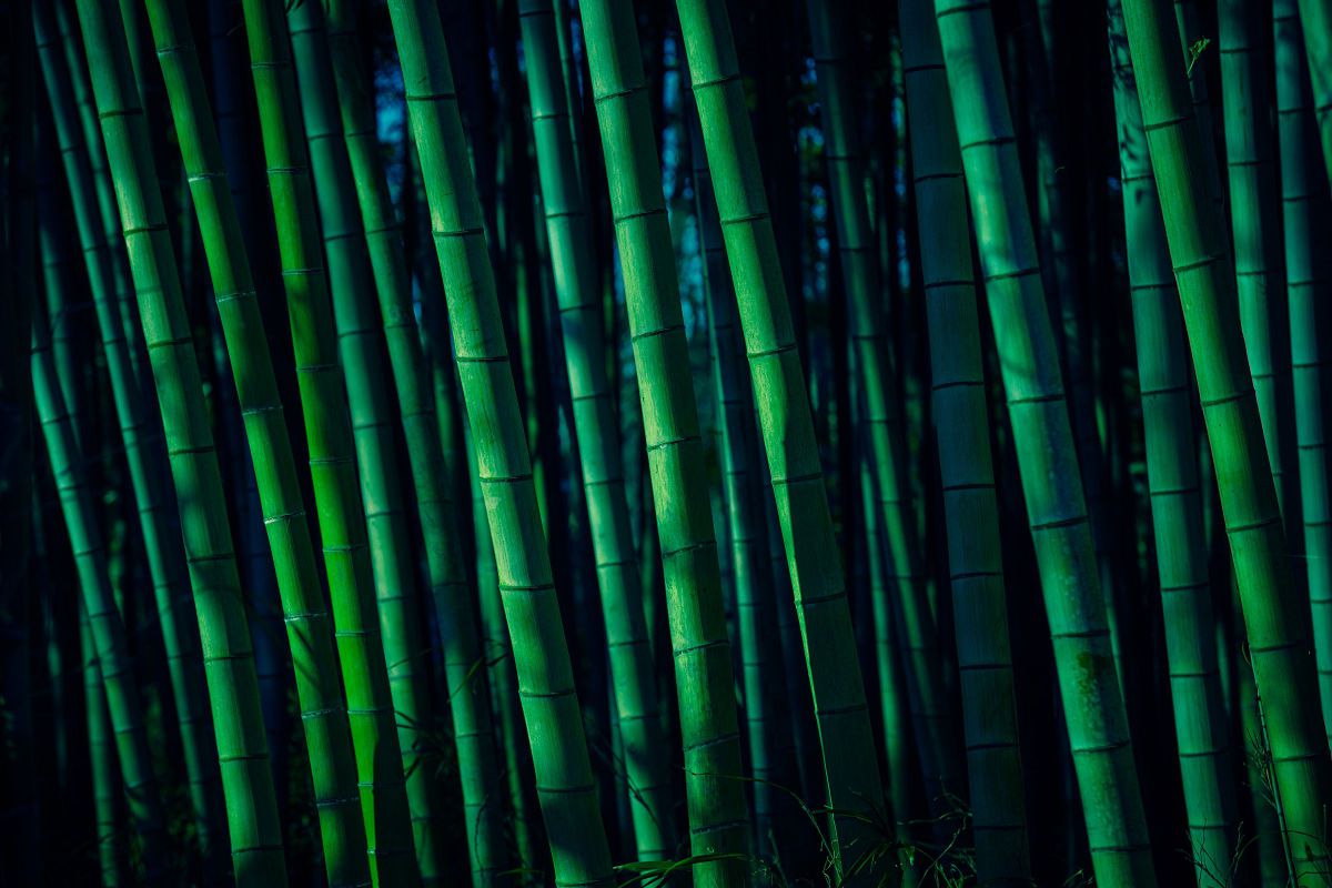 Bamboo forest | GANREF