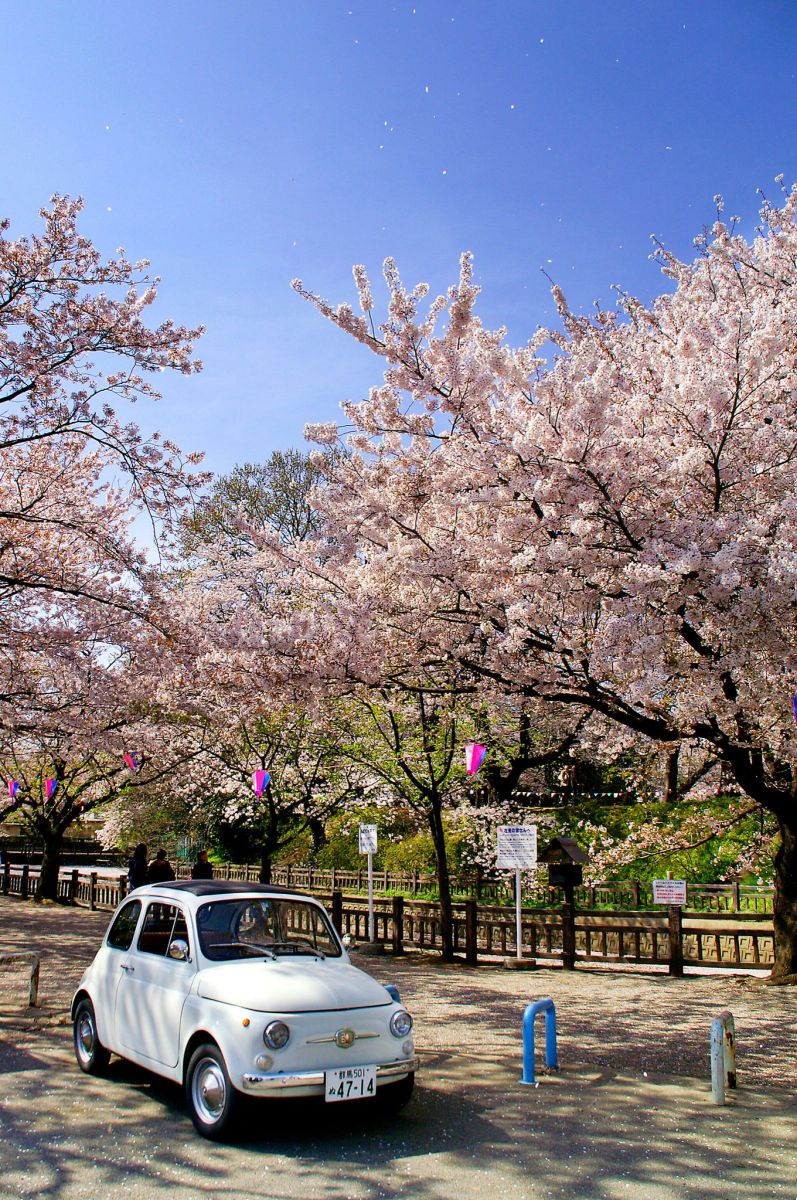 Blooming！ | GANREF