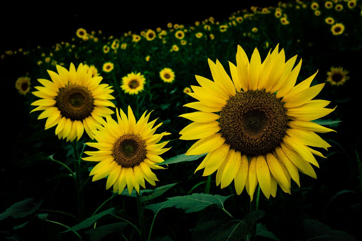 Three sisters | GANREF