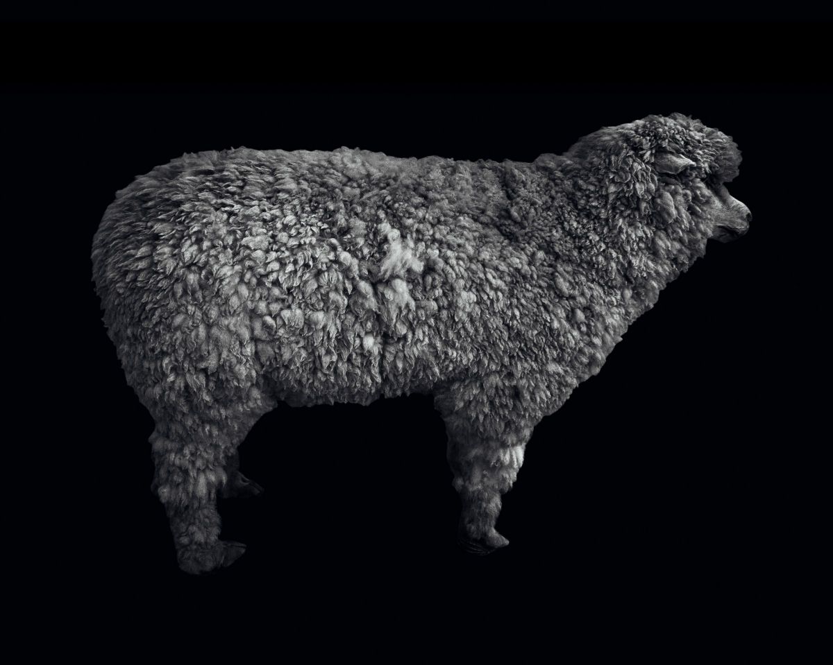 sheep | GANREF