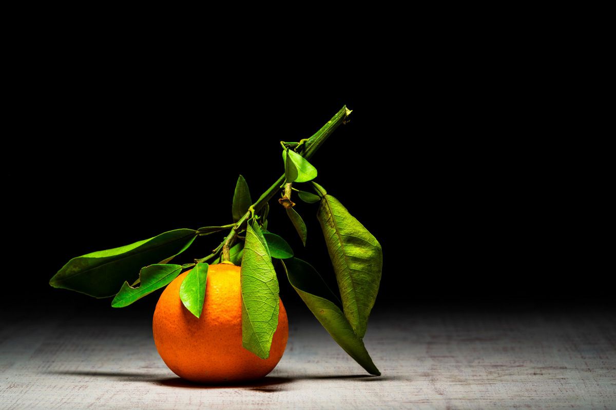 橙 (Low-key version) | GANREF