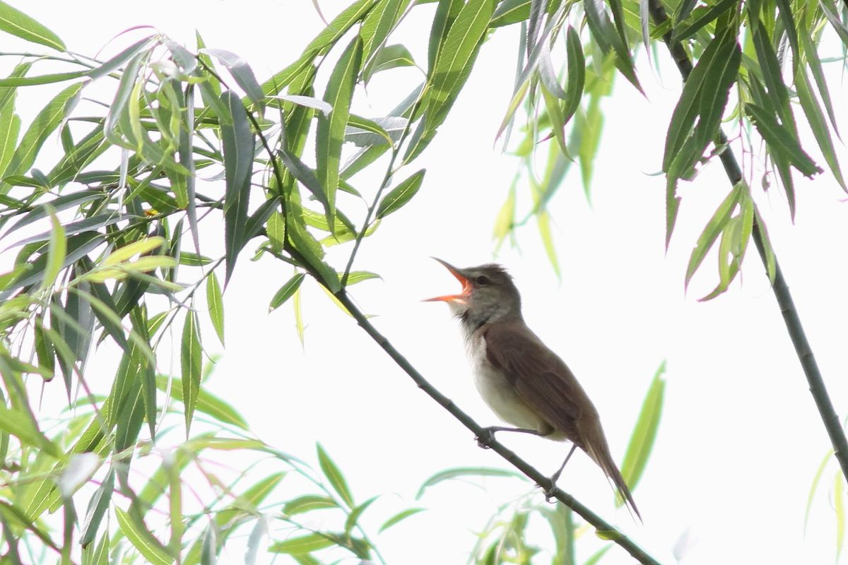 鳴き声MAX | GANREF
