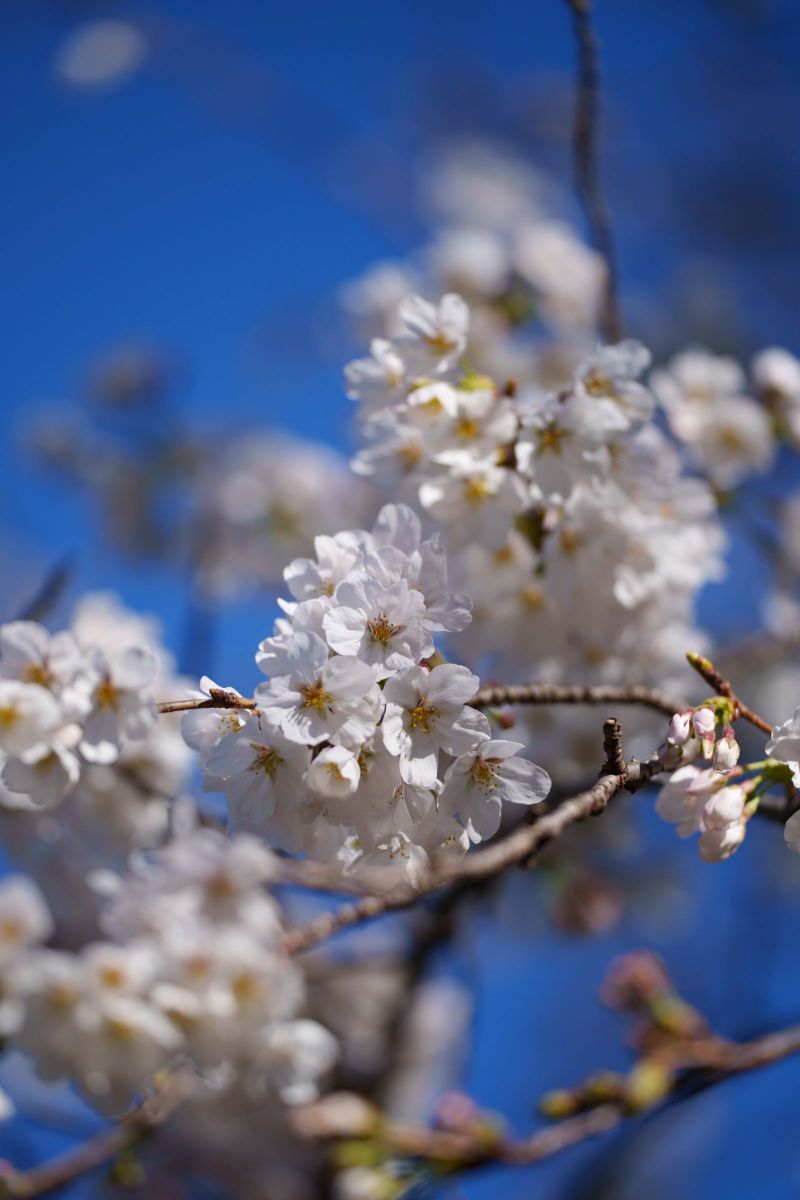祝！WBC優勝！\(^o^)／ | GANREF