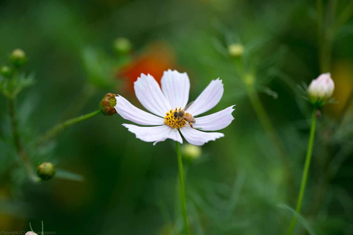 Hide and Seek | GANREF