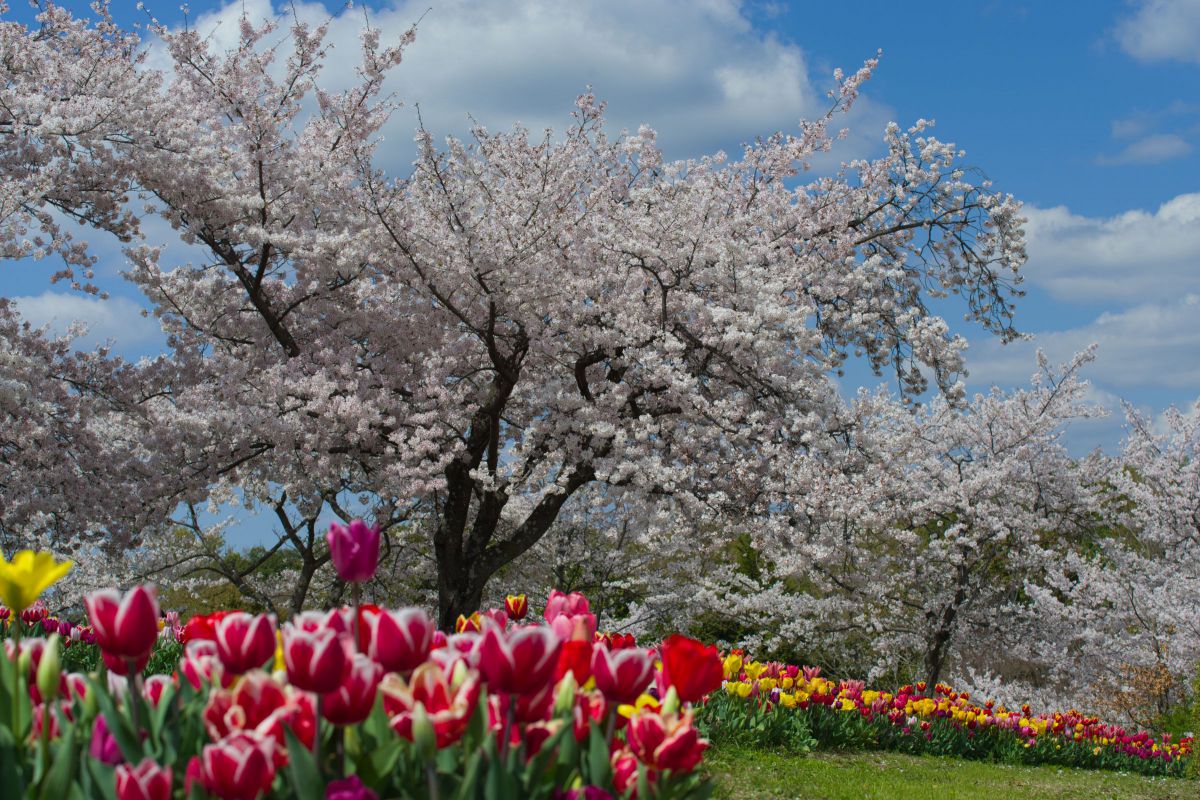 Spring pair | GANREF