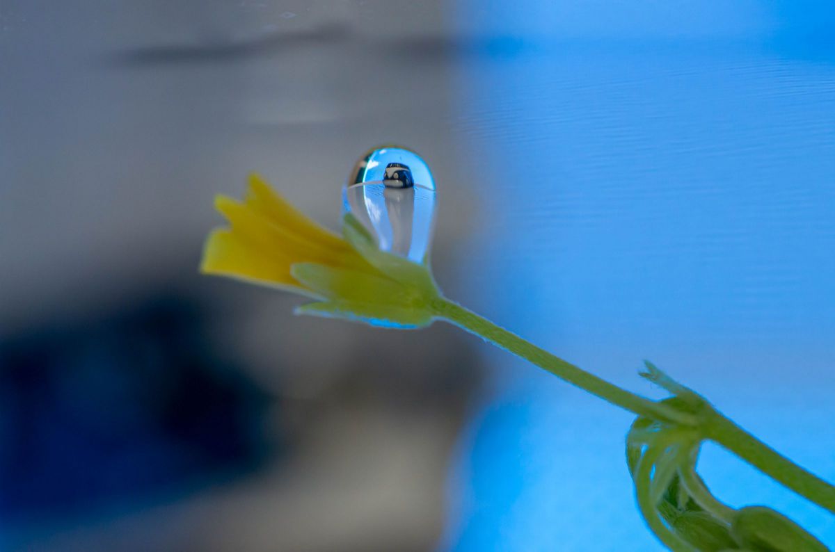 flower Drive | GANREF