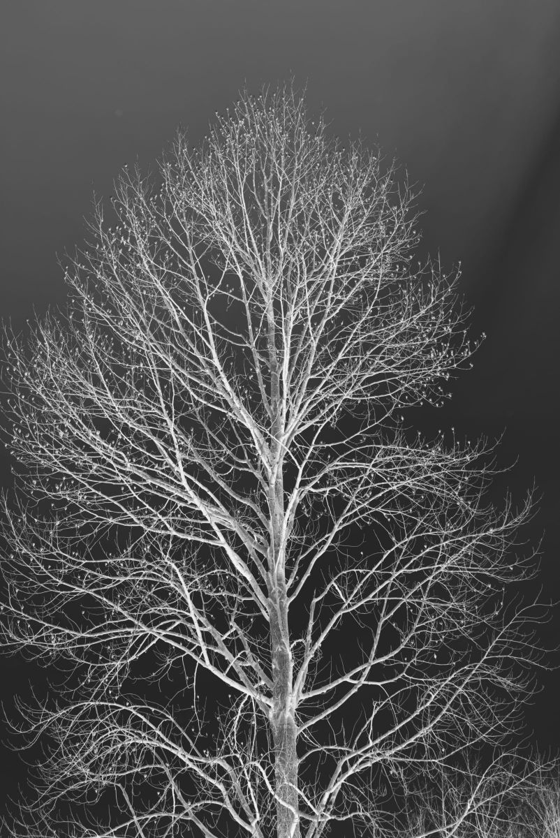 TREE | GANREF
