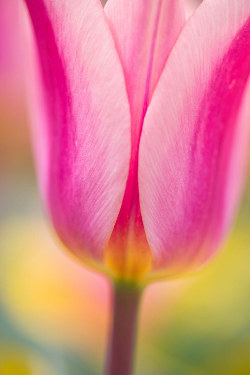 Overlapping | GANREF