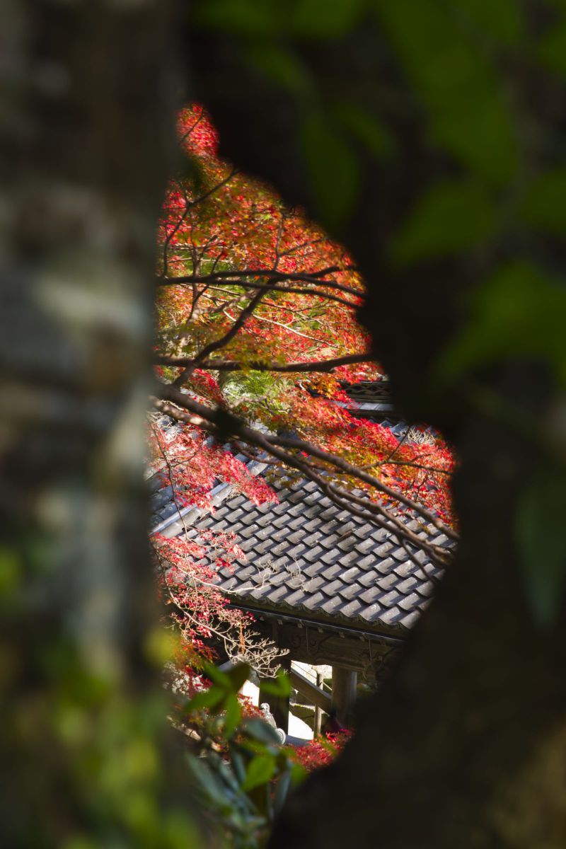 Peeping Tom | GANREF