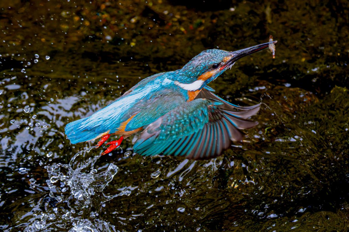 IMG_6013.jpeg | GANREF