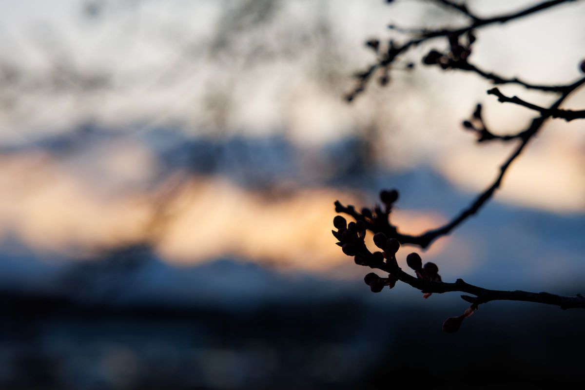 明日咲く | GANREF