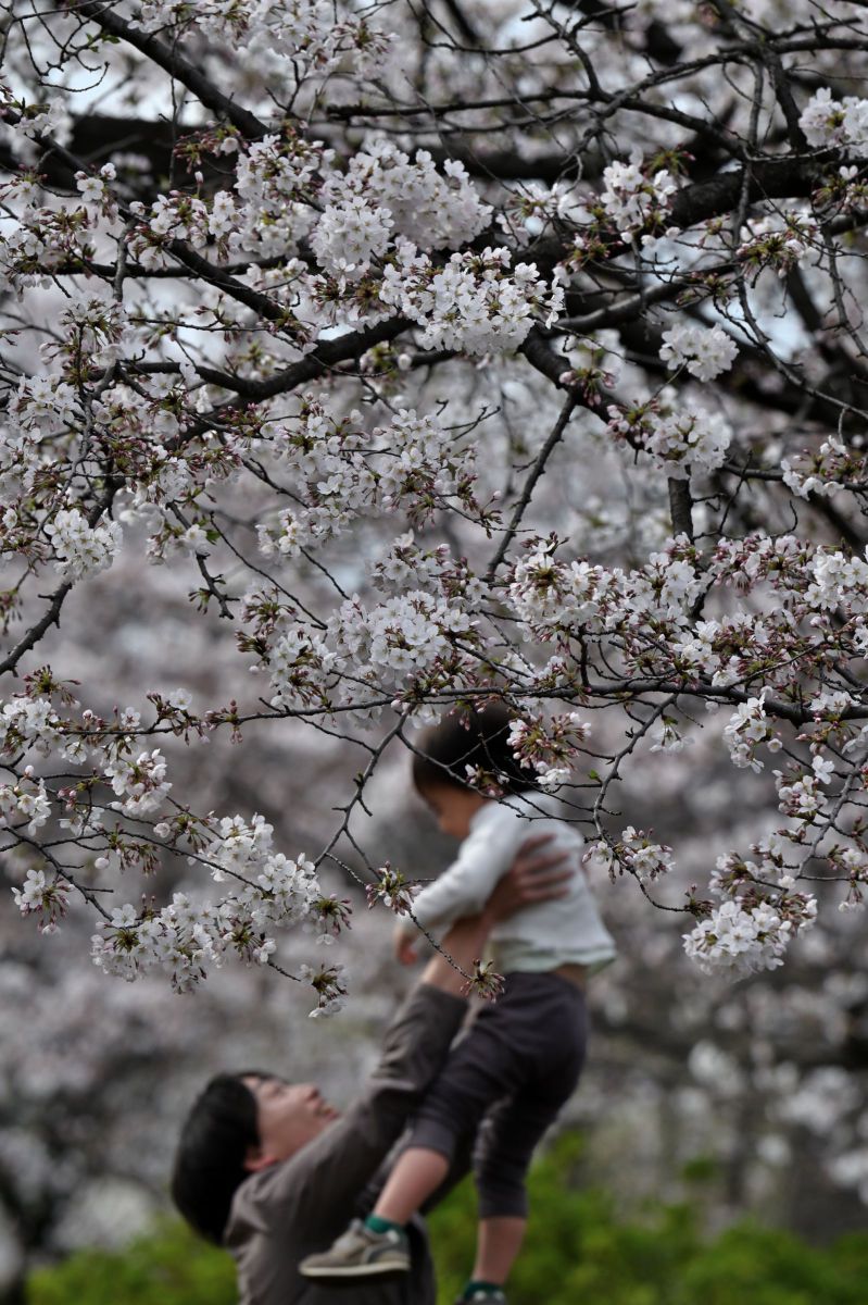 らんまん | GANREF