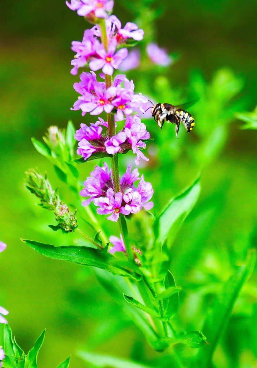 2025-07-07-10-29-08-792.jpg | GANREF