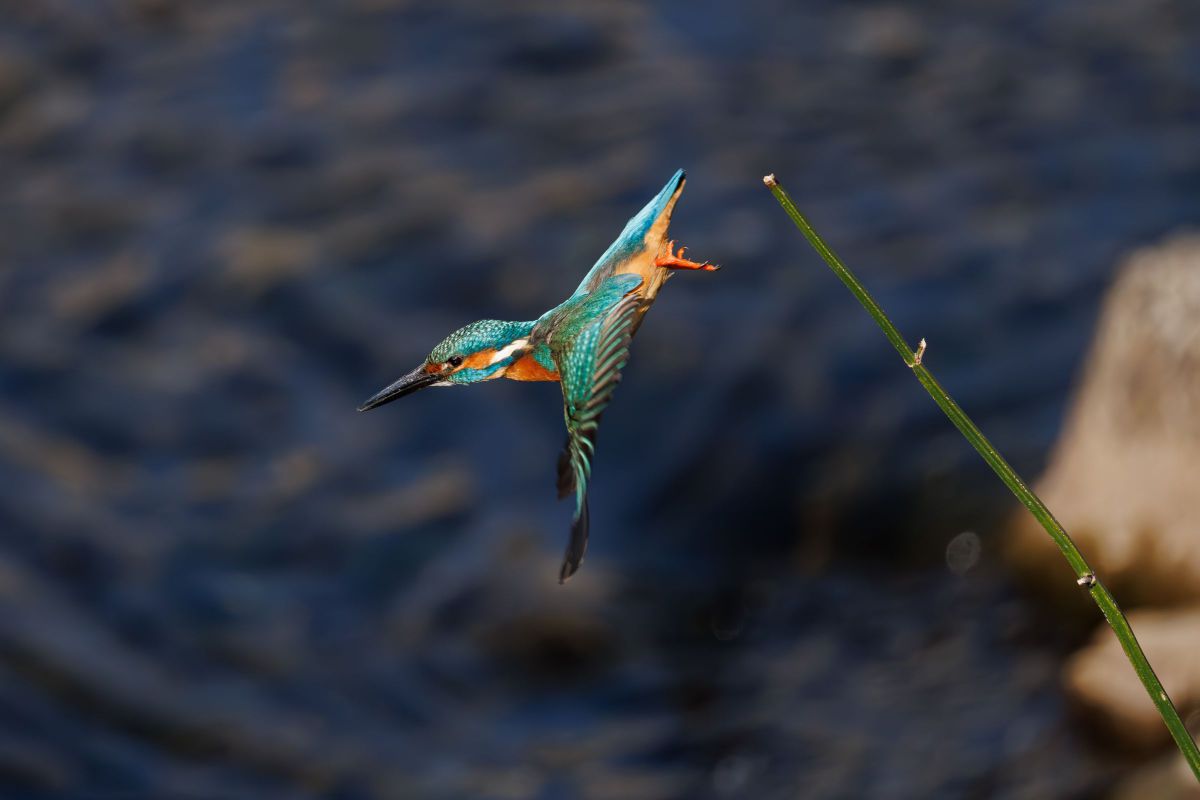 狙い定めて・・・さぁ飛出しです。（1） | GANREF