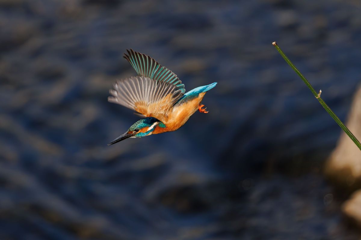 狙い定めて・・・さぁ飛出しです。（2） | GANREF