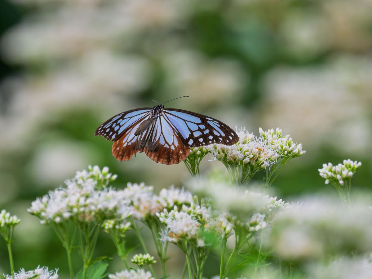 私も翅が欲しいなぁ。 | GANREF