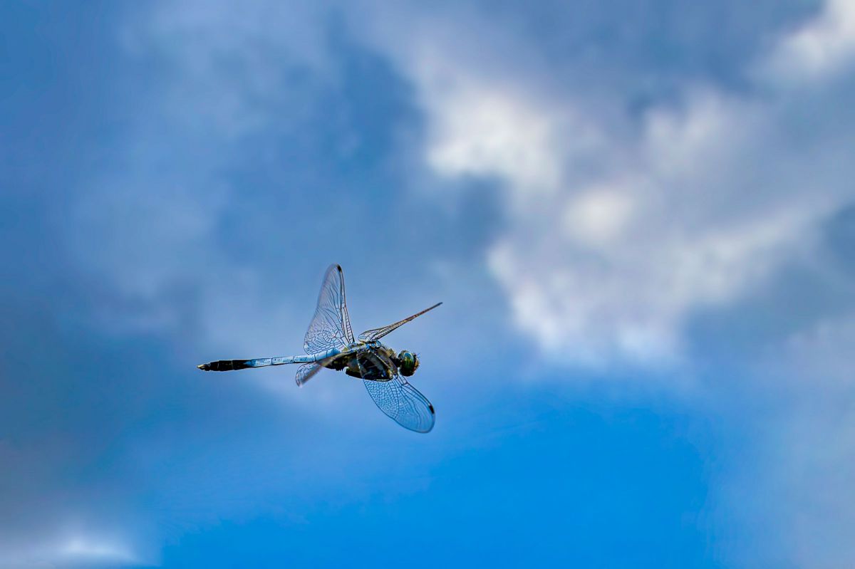 ウルトラマンになりたかったシオカラトンボ | GANREF